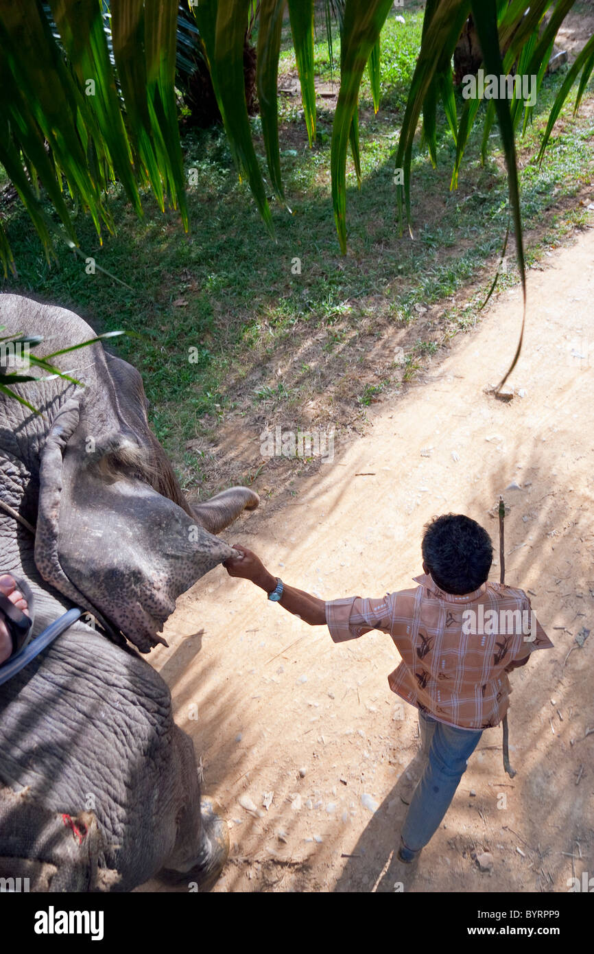 Asian Elephant with Mahout leading a Tourist Ride into the Jungle, Ban ...