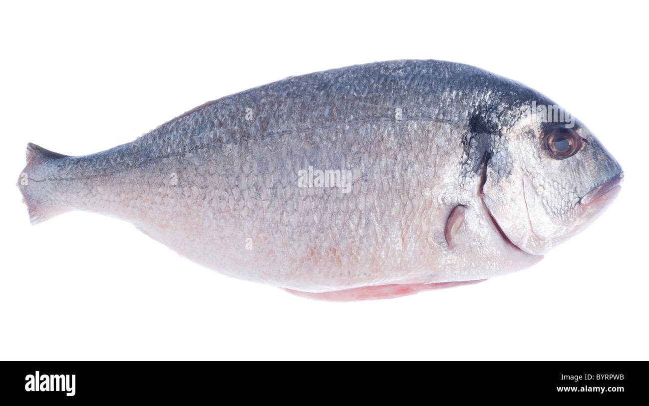 Daurade Cut Out Stock Images & Pictures - Alamy