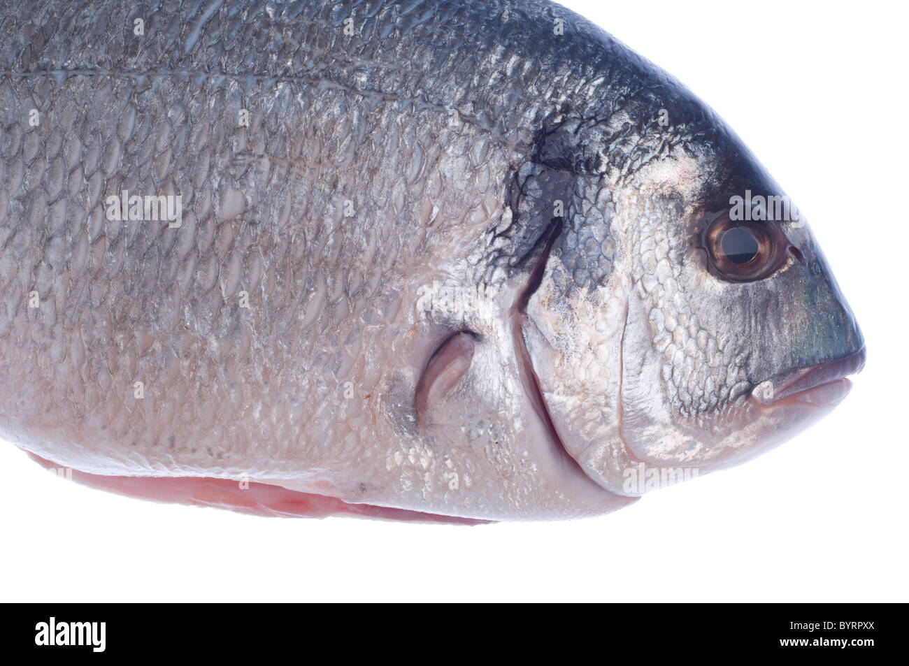 raw dorado fish isolated on white background Stock Photo - Alamy