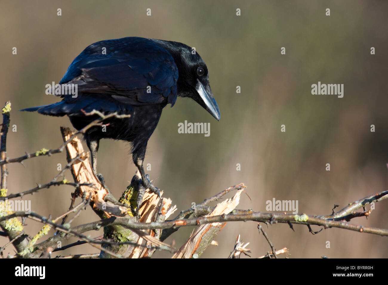 Carrion Crow - Corvus corone Stock Photo - Alamy