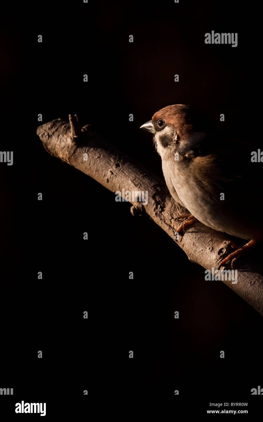 Tree Sparrow - Passer montanus Stock Photo - Alamy