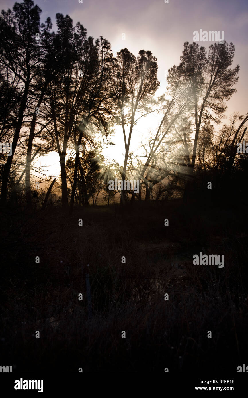 Sunrise through trees hi-res stock photography and images - Alamy