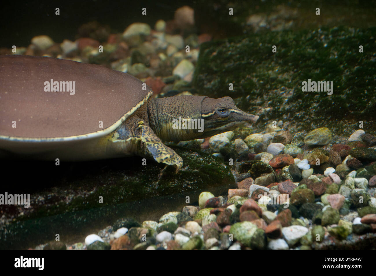 Close-up of a Spiny Softshell Turtle Stock Photo - Alamy