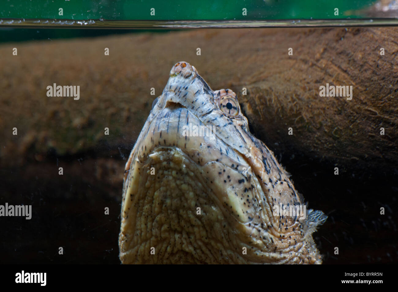 Close-up of a Common Snapping Turtle Stock Photo - Alamy