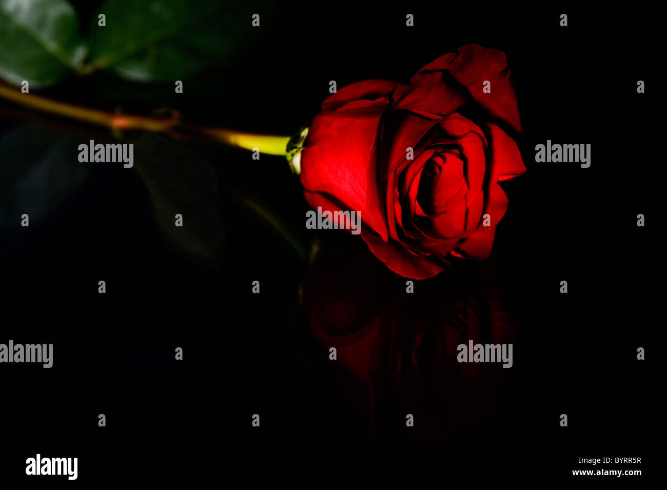 Single red rose reflection Stock Photo - Alamy