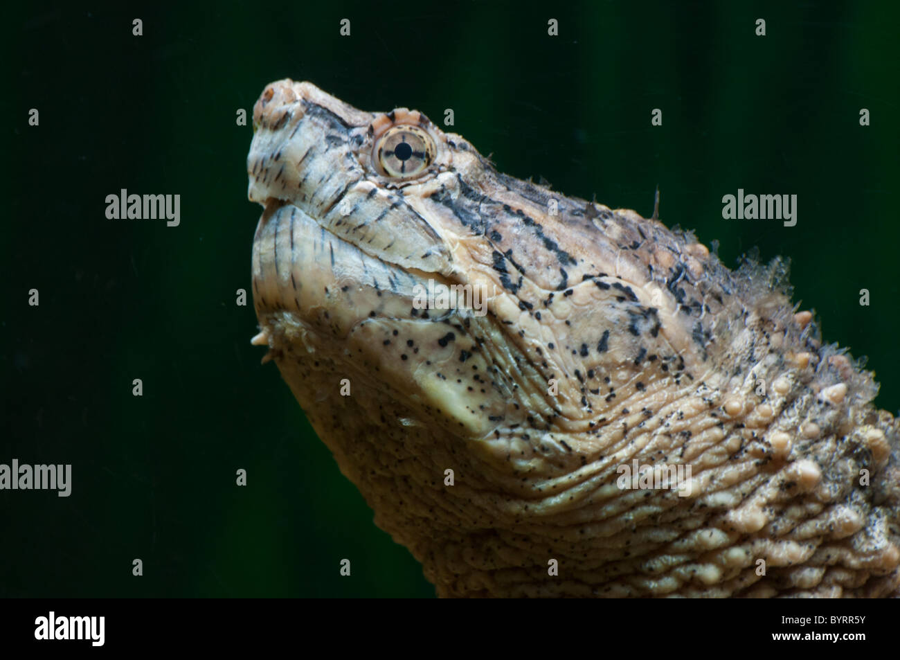 Snapping turtle head close up hi-res stock photography and images - Alamy