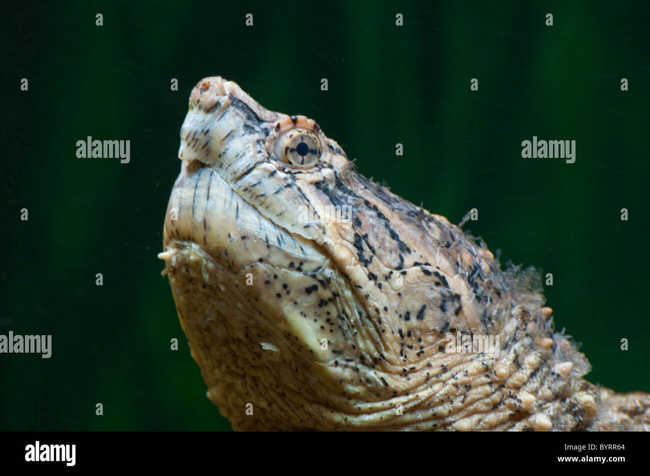 Snapping turtle close hi-res stock photography and images - Alamy