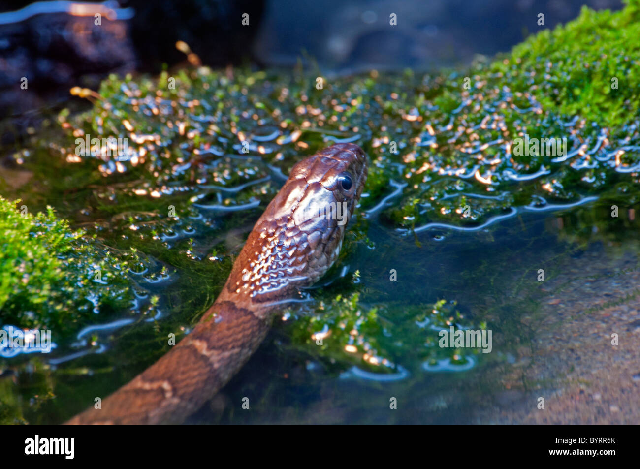 Northern water snake hi-res stock photography and images - Alamy