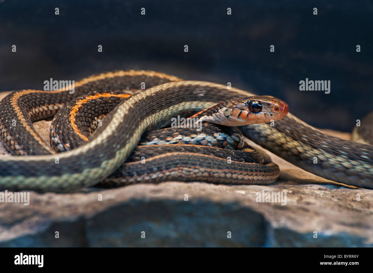 A cluster of Common Garter Snakes Stock Photo - Alamy