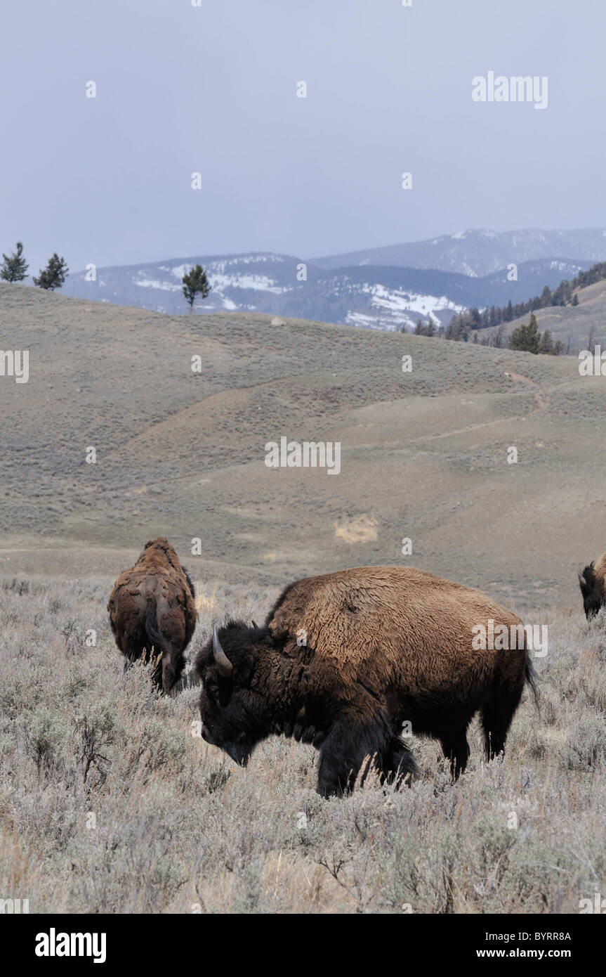Bison, Buffalo, Yellowstone National Park, Wyoming, grazing, browsing ...