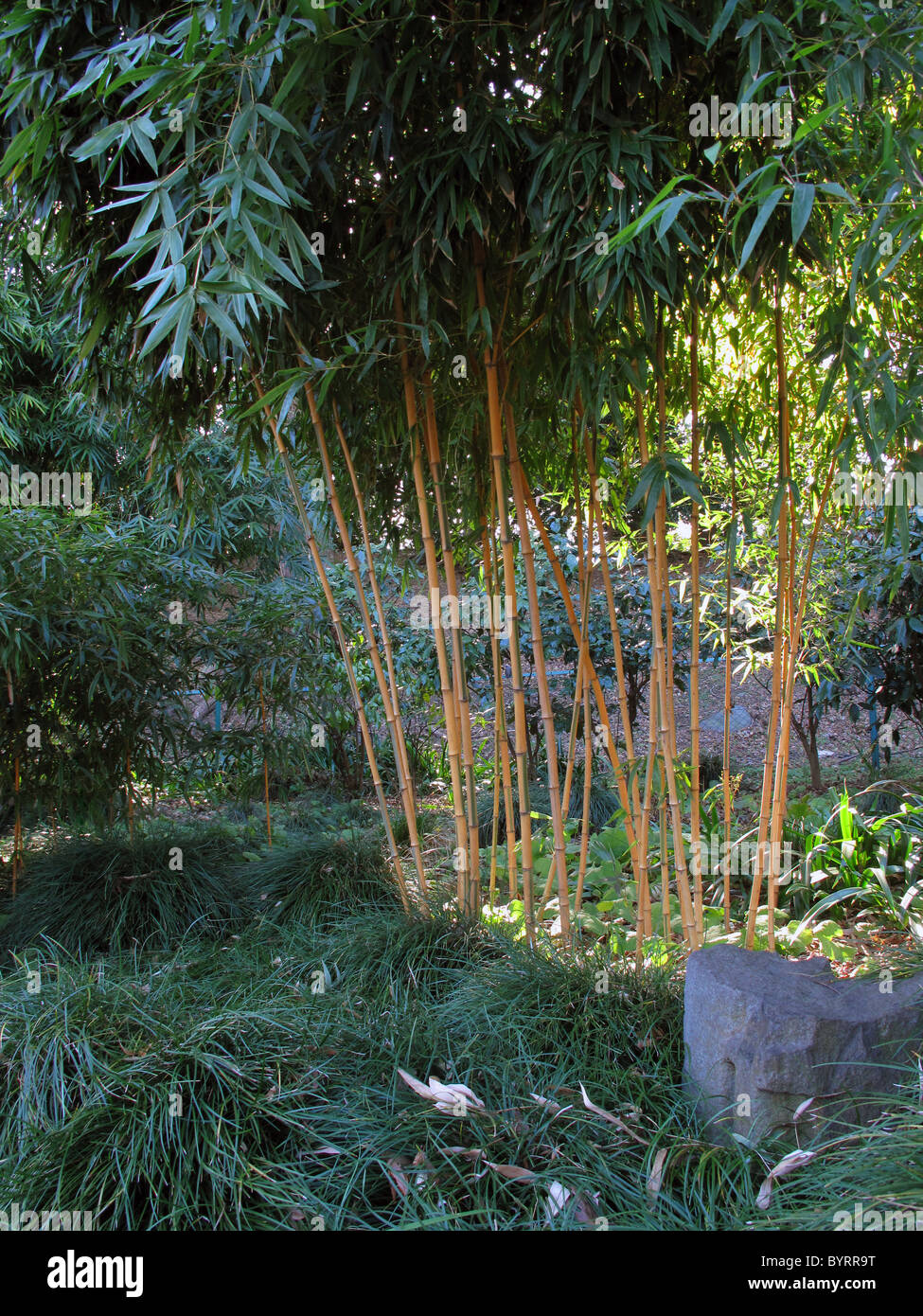 Bamboo trees in the Imperial Palace east gardens Tokyo, Japan Stock ...