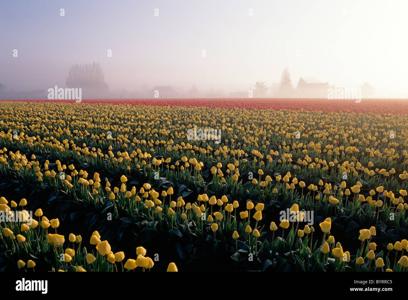 Fog landscape over flower hi-res stock photography and images - Alamy