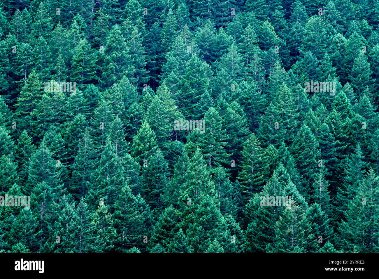 Evergreen forest close up on the Olympic Peninsula Washington State USA ...