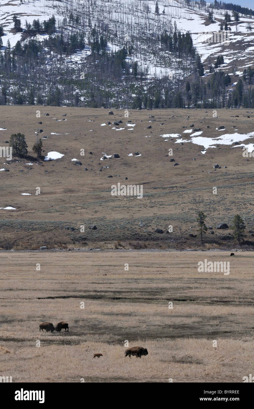 Cow and Calf Bison, Yellowstone National Park, Wyoming, Buffalo ...