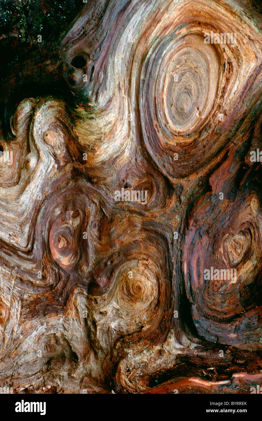 Old growth forest along the Columbia Gorge old tree trunk with knots ...