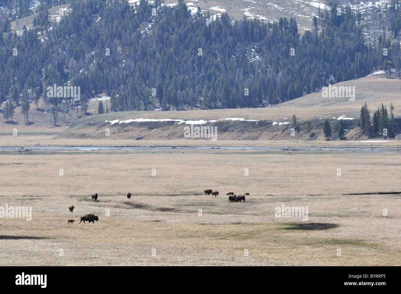 Cow and Calf Bison, Yellowstone National Park, Wyoming, Buffalo ...