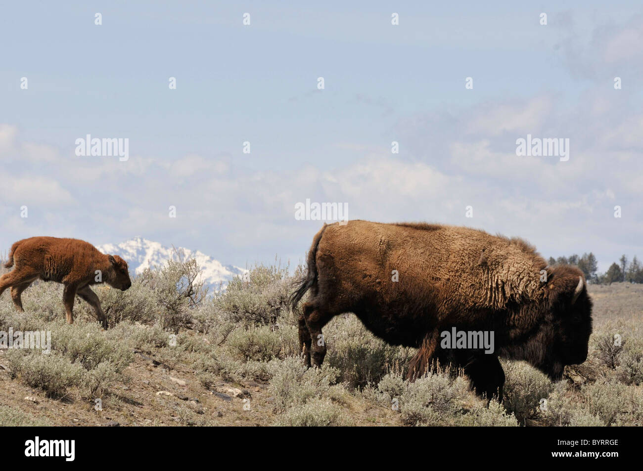 Cow and Calf Bison, Yellowstone National Park, Wyoming, Buffalo ...