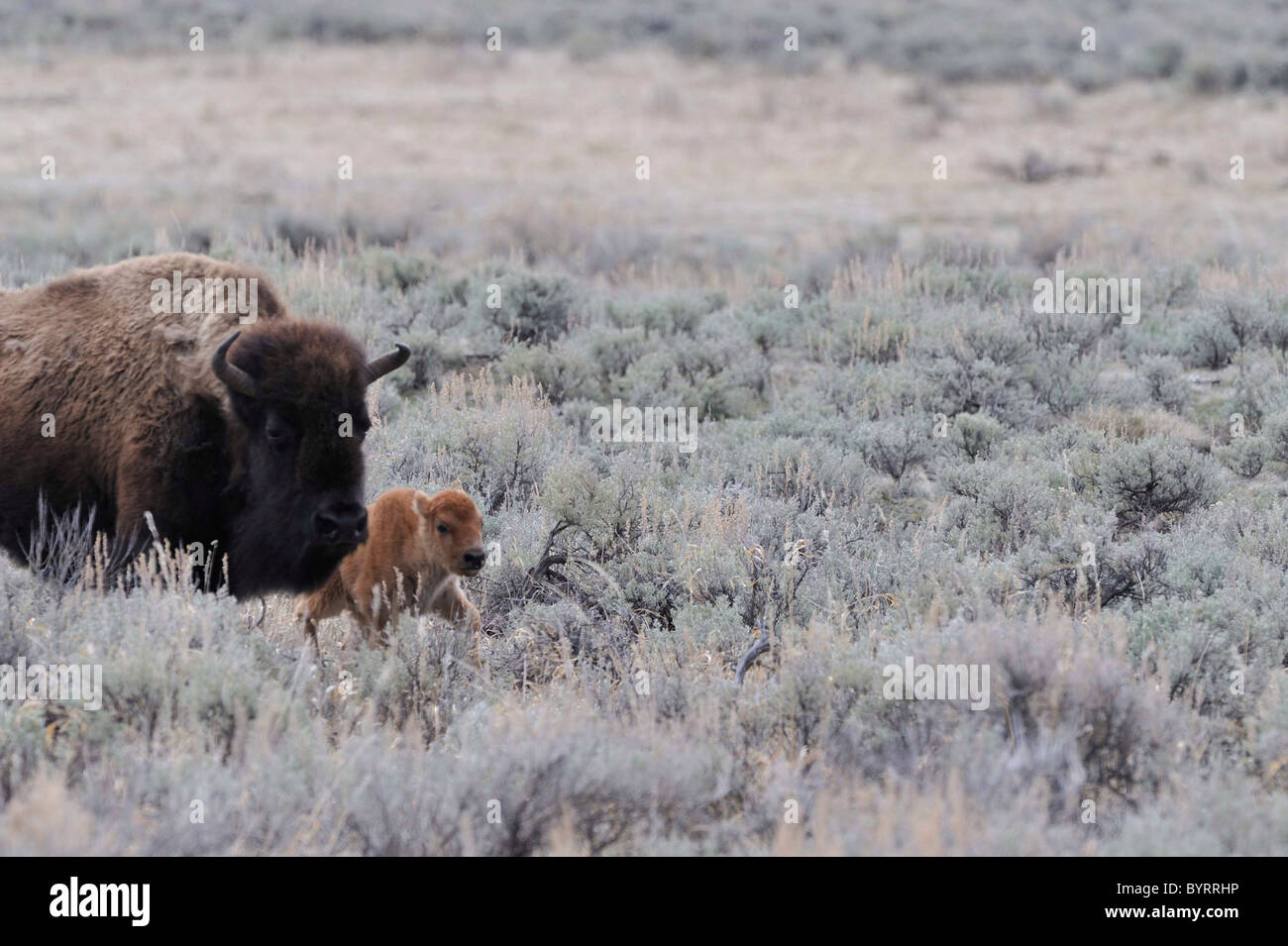 Cow and Calf Bison, Yellowstone National Park, Wyoming, Buffalo ...
