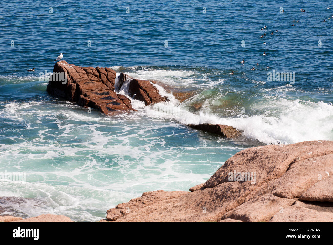 Thunder Hole Acadia National Park High Resolution Stock Photography and ...