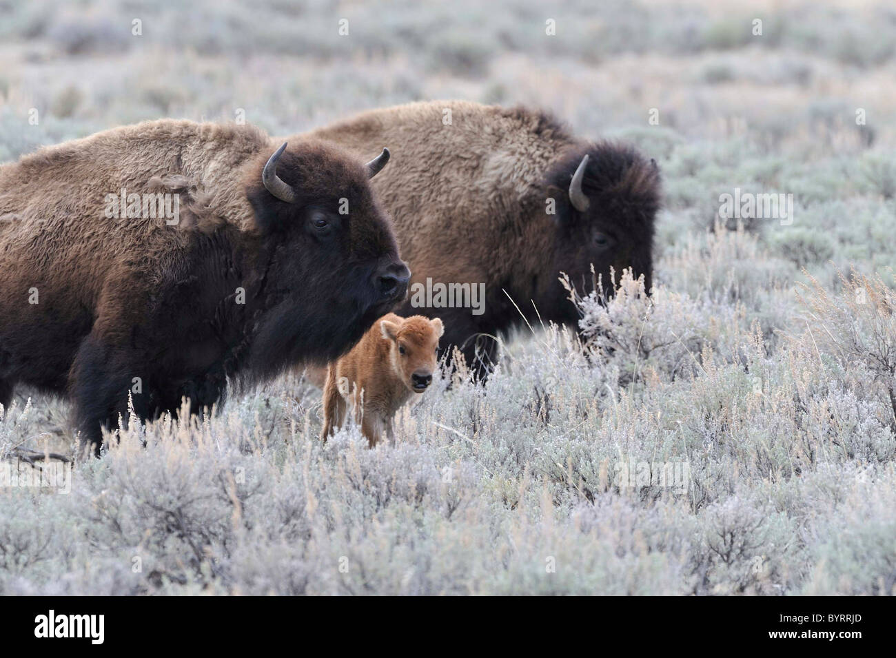 Cow and Calf Bison, Yellowstone National Park, Wyoming, Buffalo ...