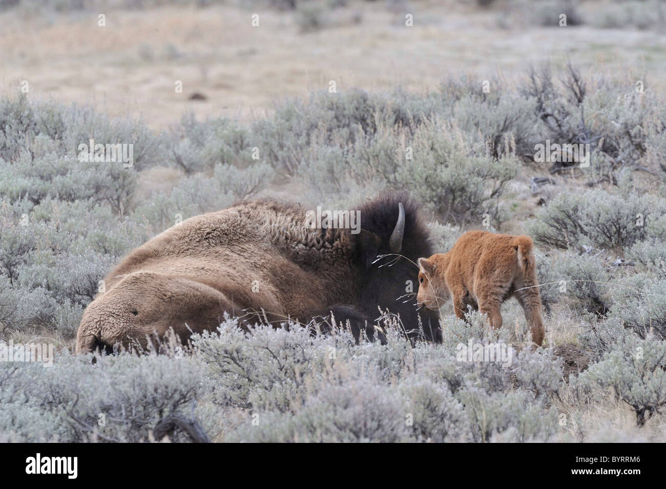 Cow and Calf Bison, Yellowstone National Park, Wyoming, Buffalo ...