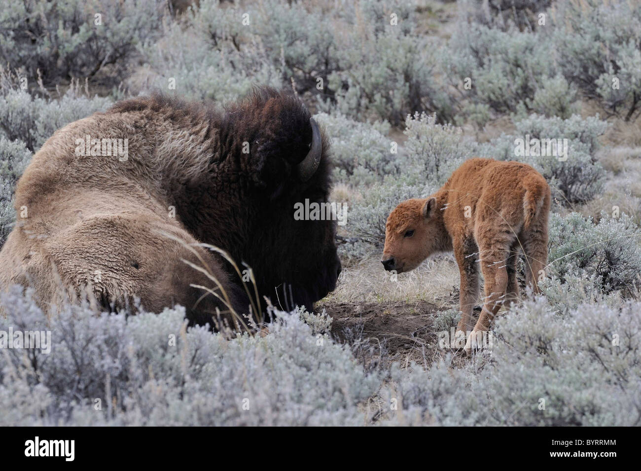 Cow and Calf Bison, Yellowstone National Park, Wyoming, Buffalo ...