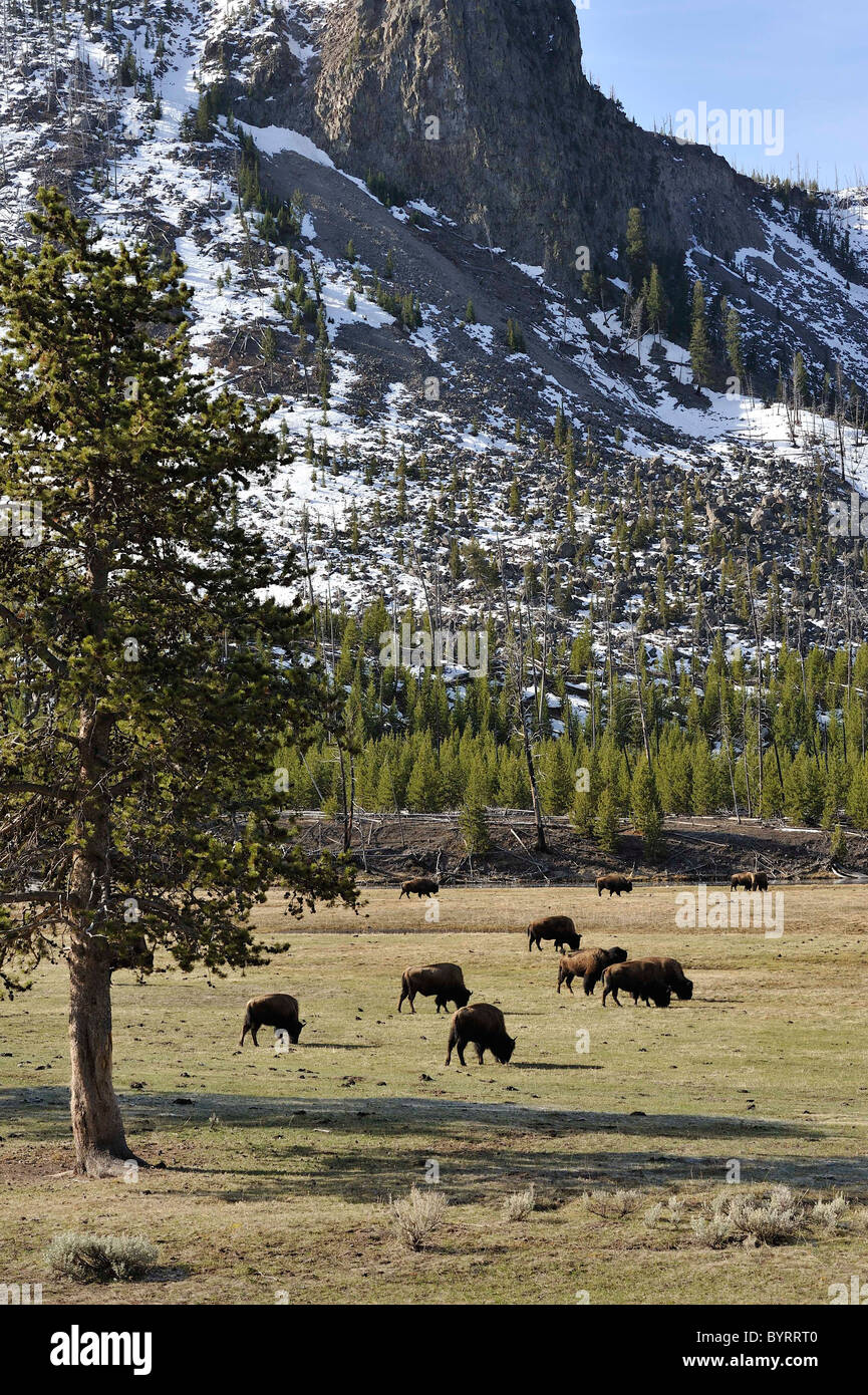 Bison, Buffalo, Yellowstone National Park, Wyoming, grazing, browsing ...