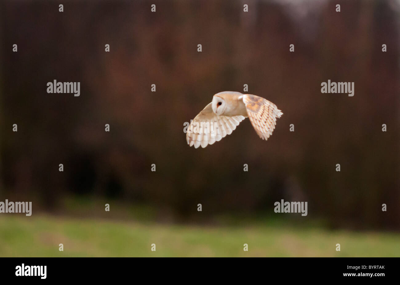 Wild Barn Owl hunting over rough grasslands, Norfolk Stock Photo - Alamy