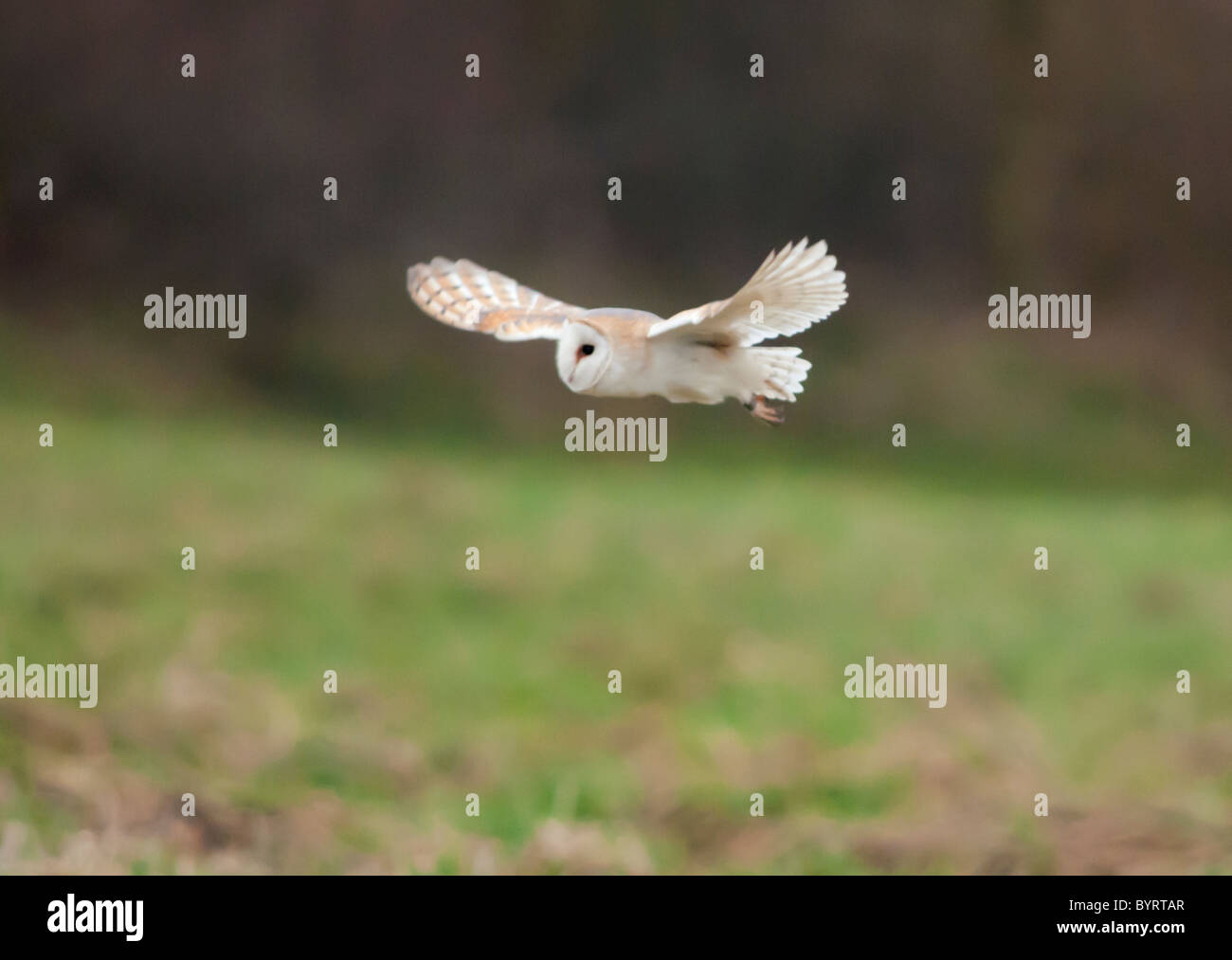 Wild Barn Owl hunting over rough grasslands, Norfolk Stock Photo - Alamy