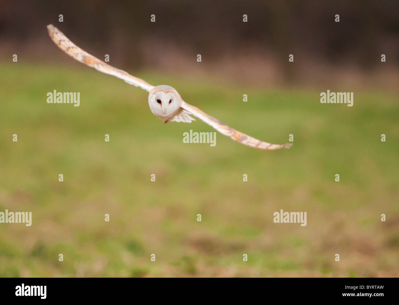 Wild Barn Owl gliding and looking towards camera, Norfolk Stock Photo ...