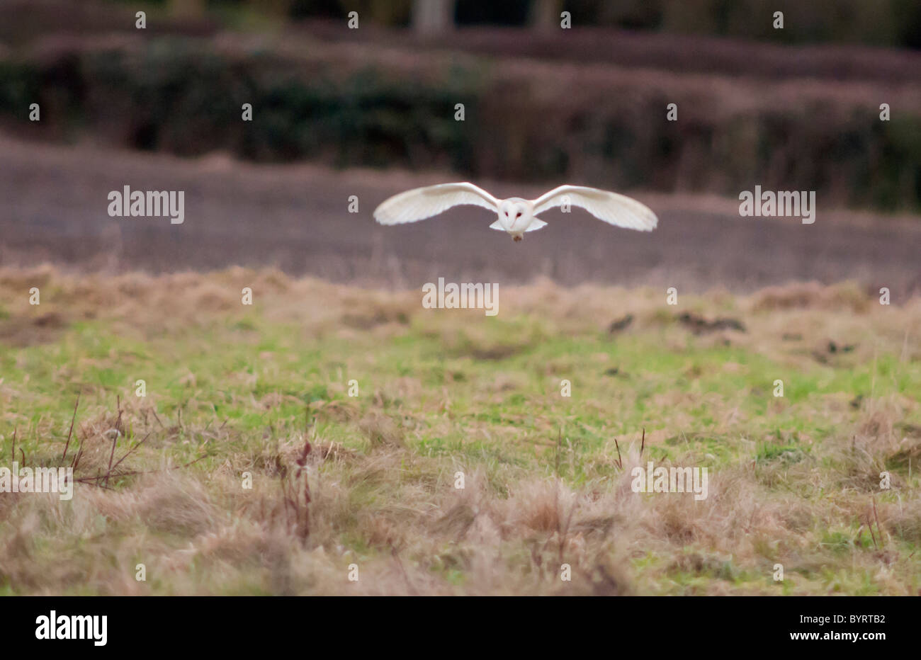 Wild Barn Owl hunting over rough grasslands, Norfolk Stock Photo - Alamy