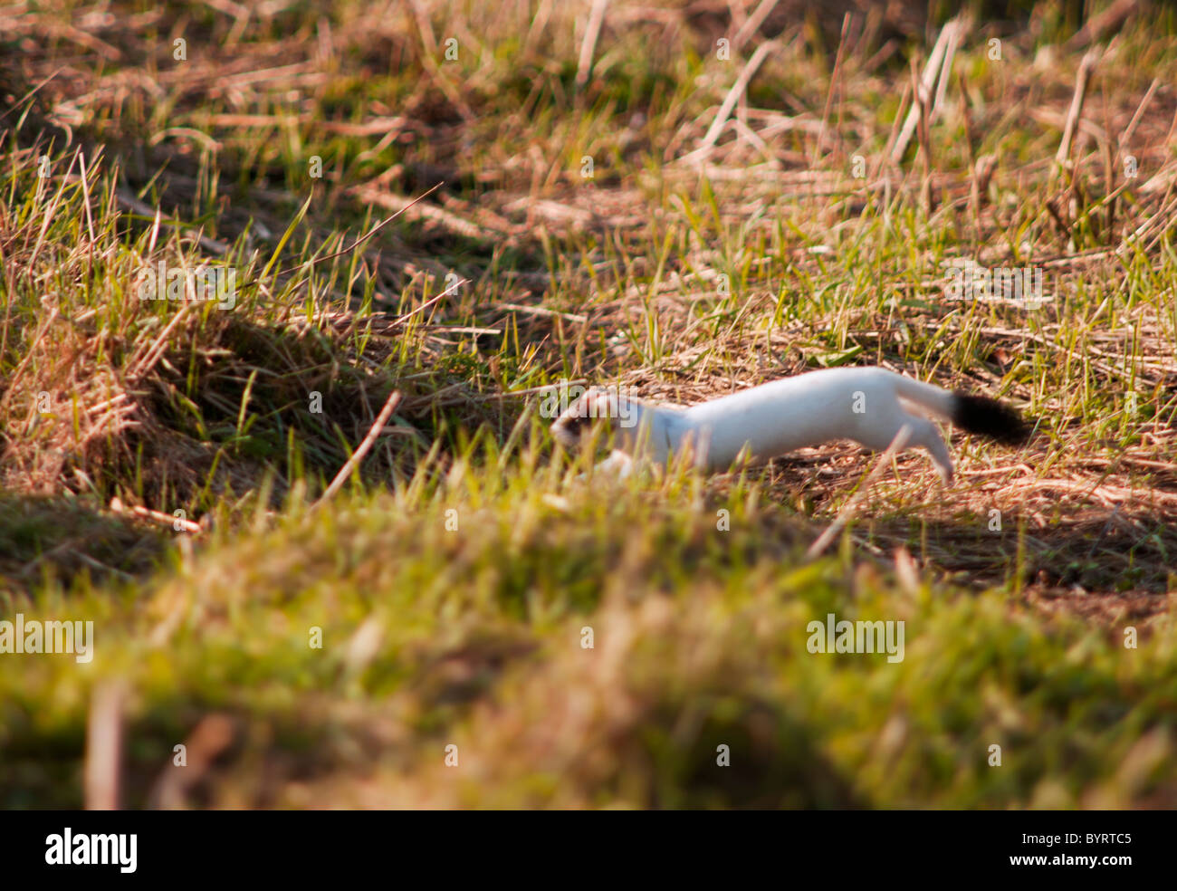 Ermine stoat hunting hi-res stock photography and images - Alamy