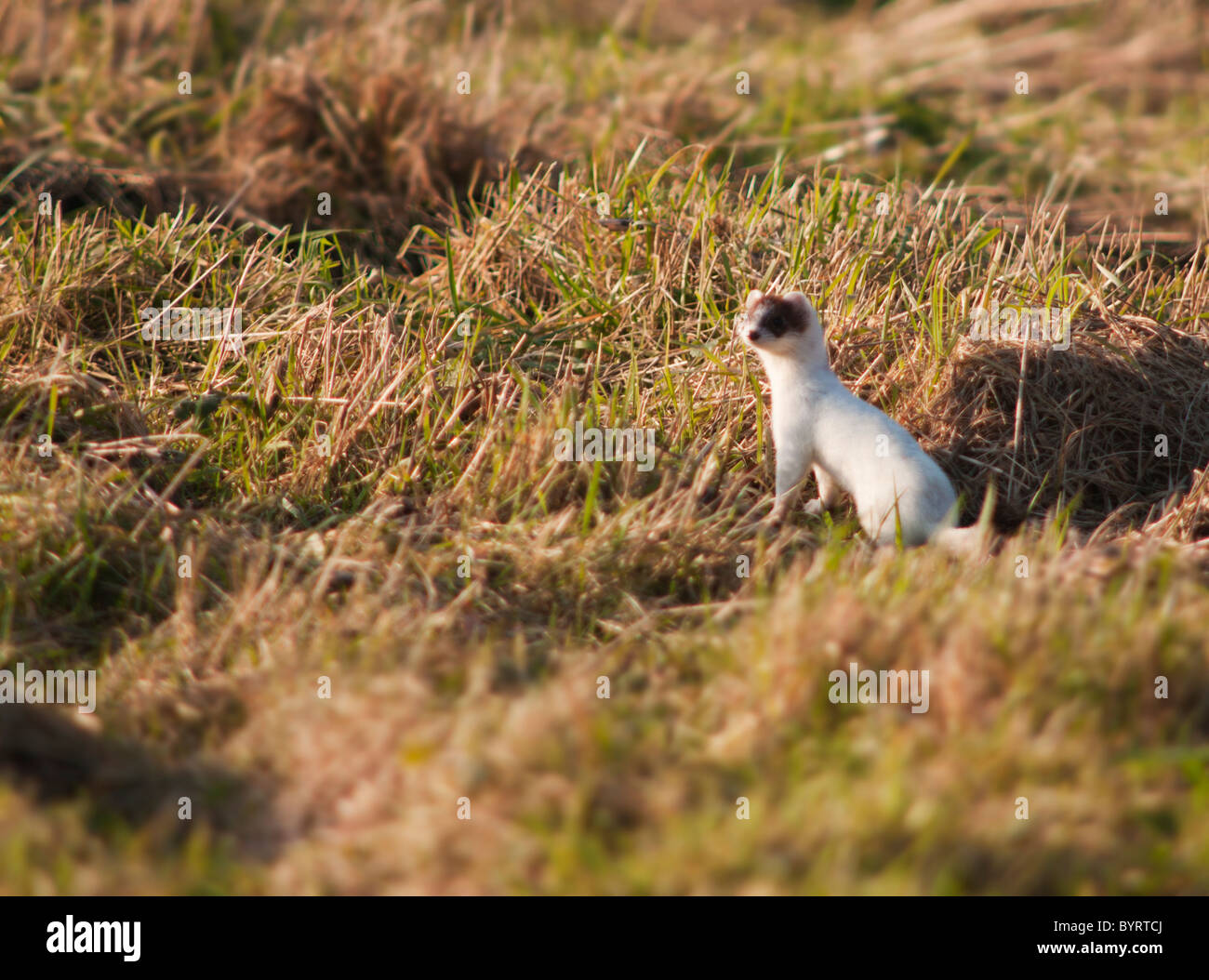 Stoat with food hi-res stock photography and images - Alamy