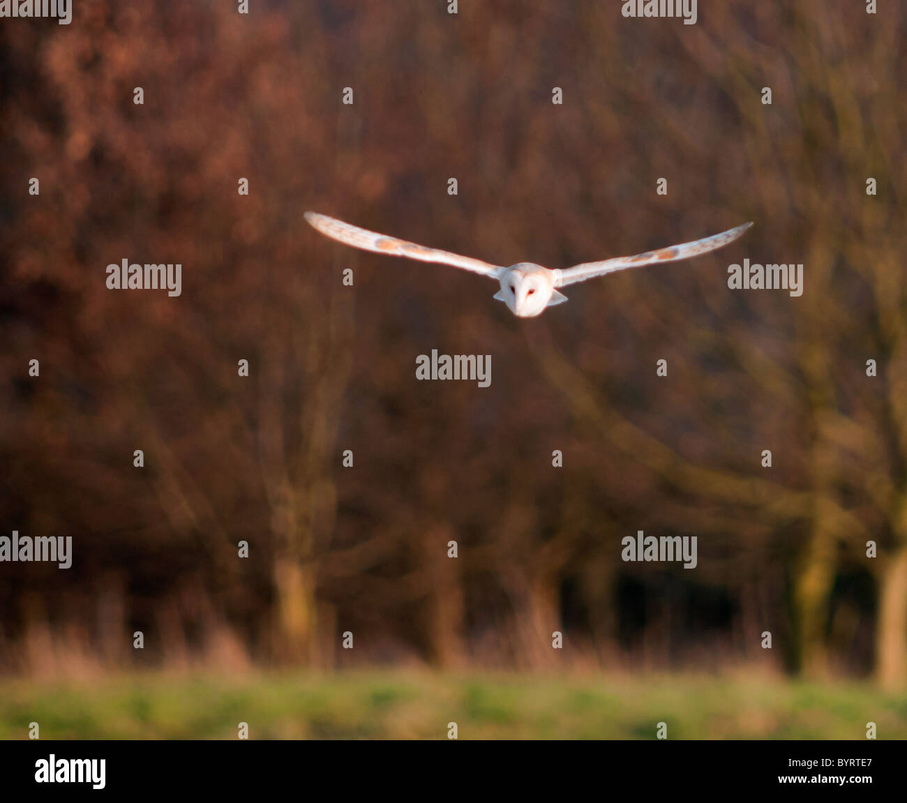 Wild Barn Owl hunting over rough Norfolk Grassland Stock Photo - Alamy