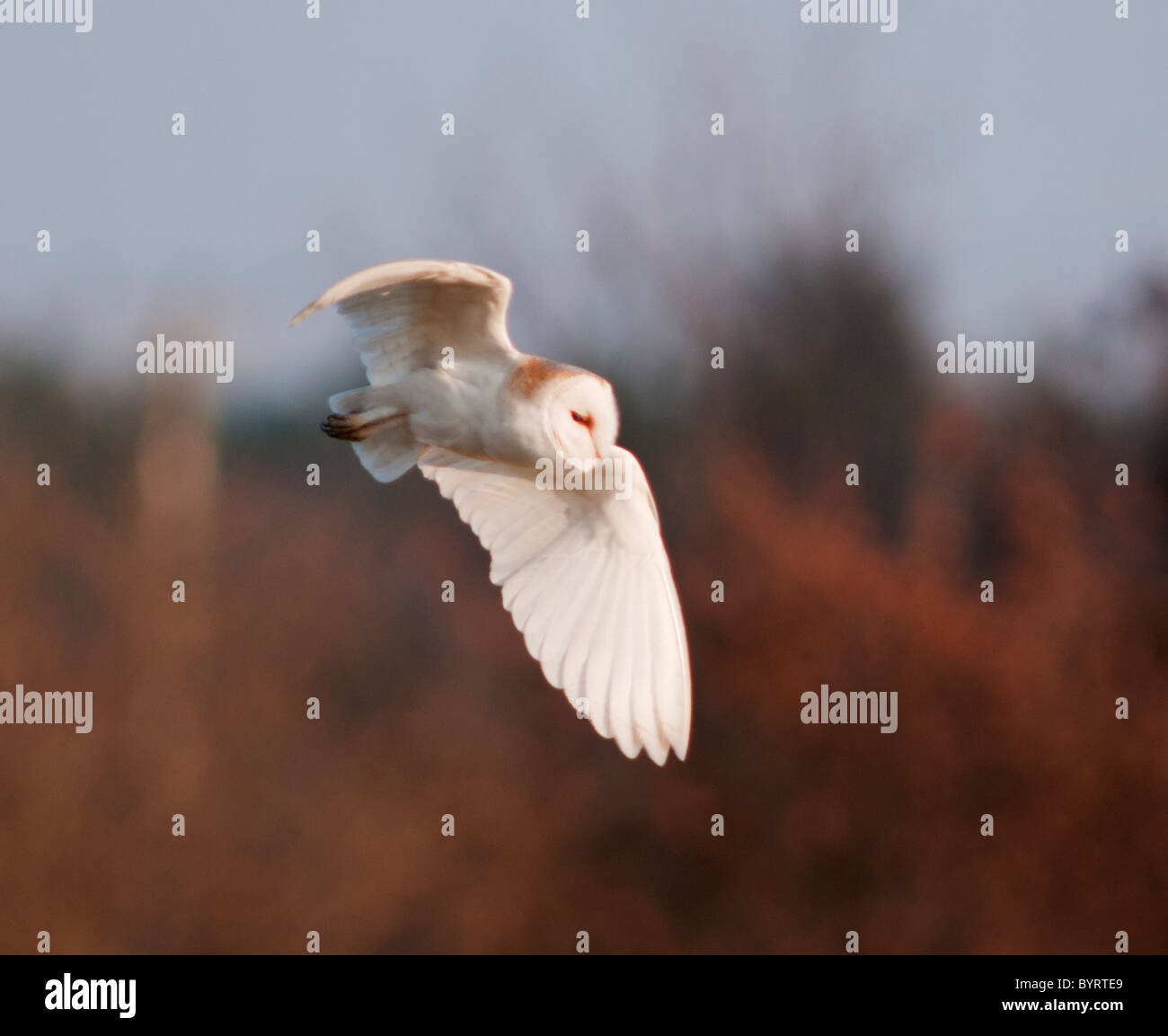 Wild Barn Owl hunting in evening sunlight, Norfolk Stock Photo - Alamy