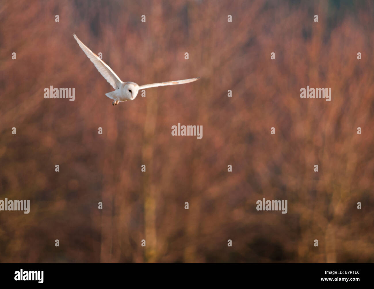 Wild Barn Owl hunting, Norfolk Stock Photo - Alamy