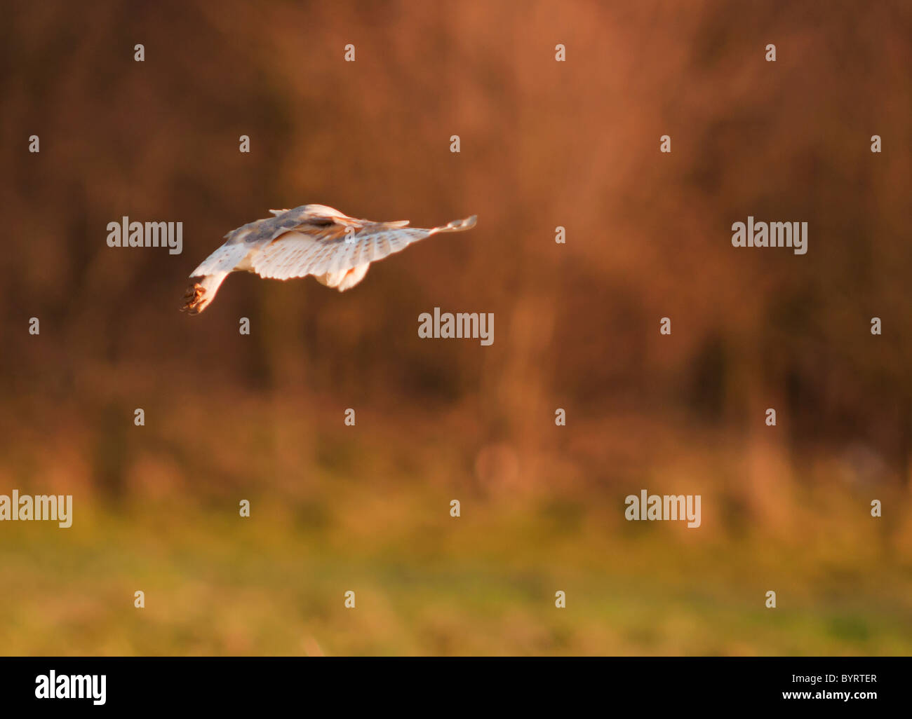 Wild Barn Owl hovering over rough Norfolk Grassland in Evening sunlight ...
