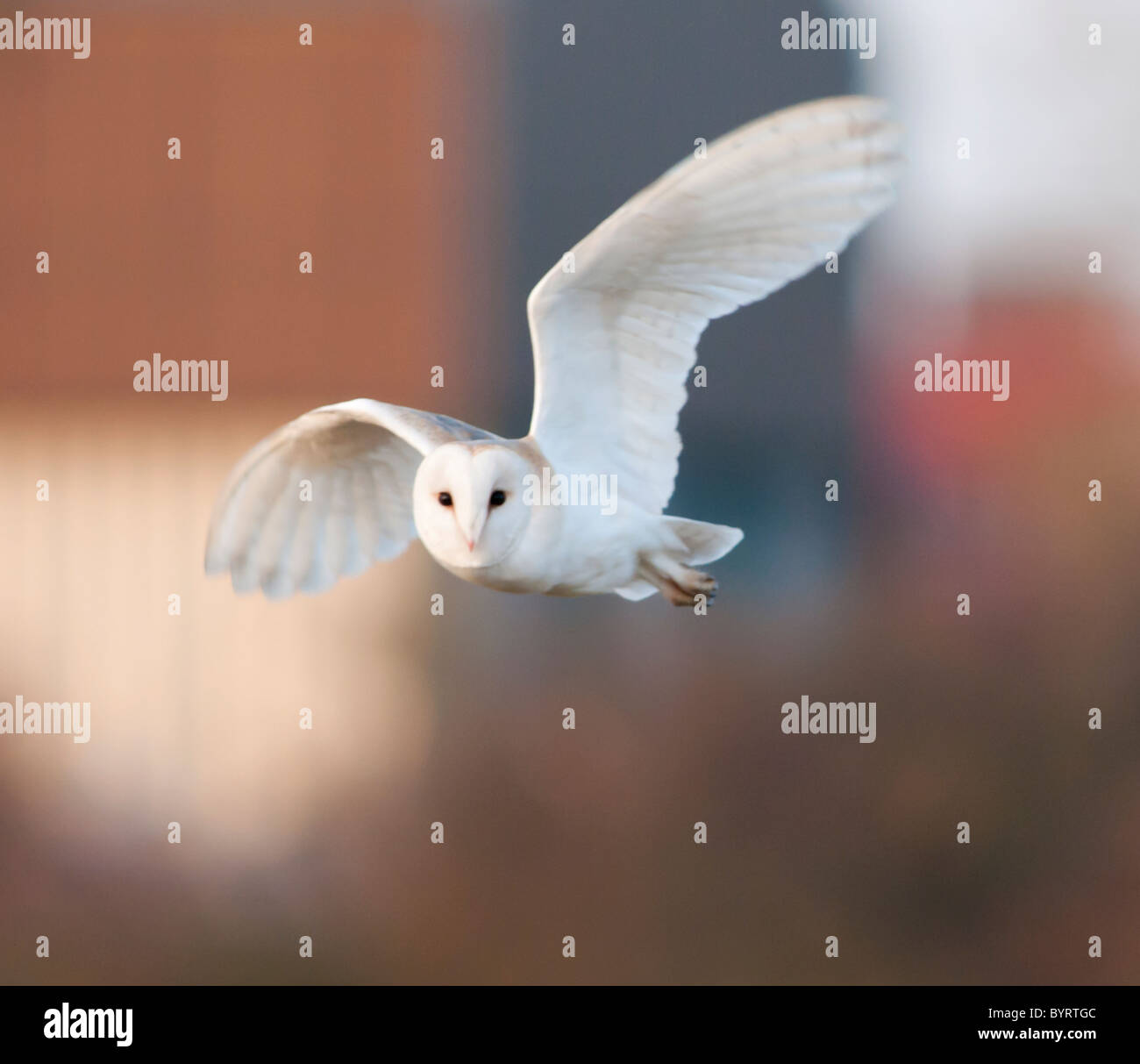 Wild Barn Owl hunting & looking directly at camera, Norfolk Stock Photo ...