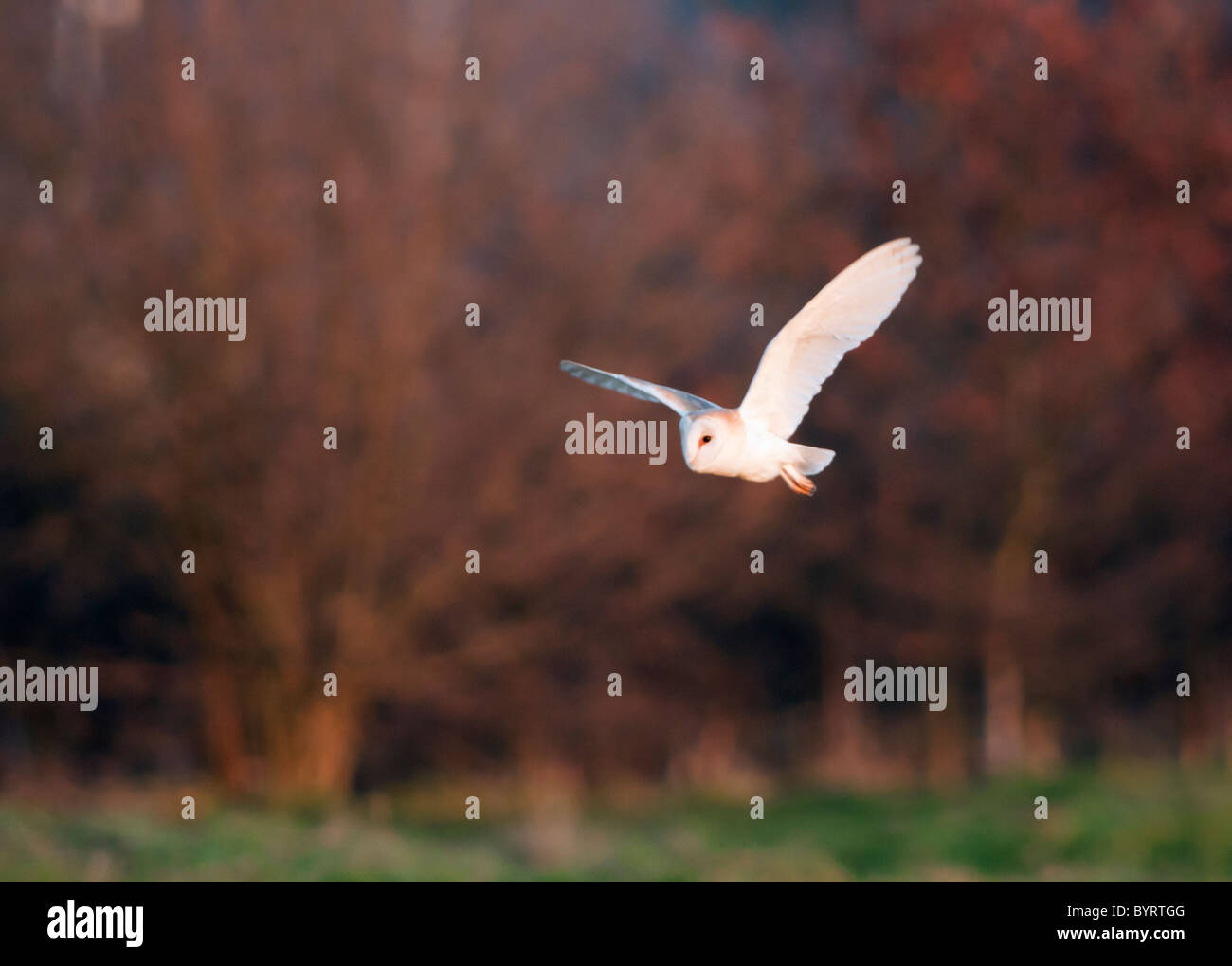 Wild Barn Owl hunting over rough Norfolk Grassland Stock Photo - Alamy