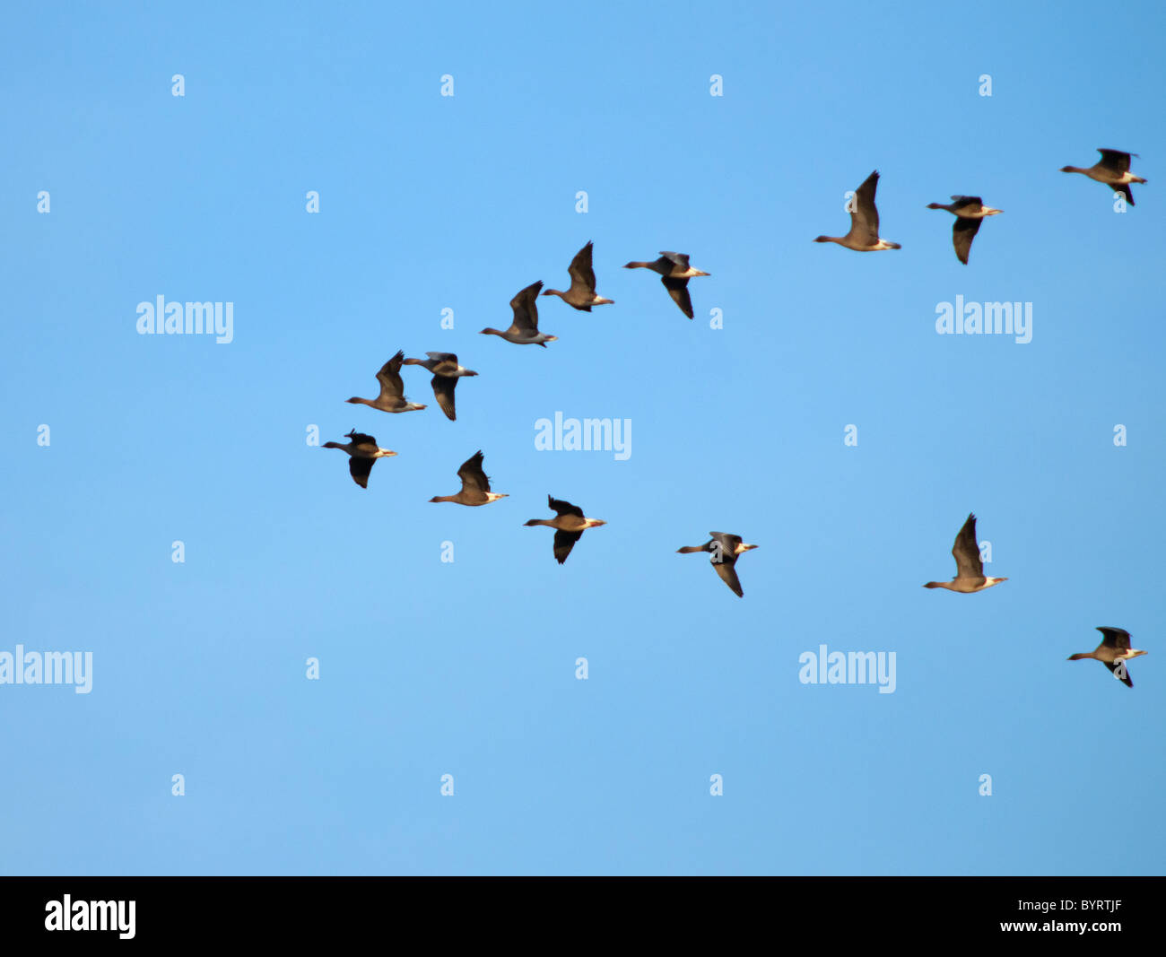Geese flying v formation hi-res stock photography and images - Alamy
