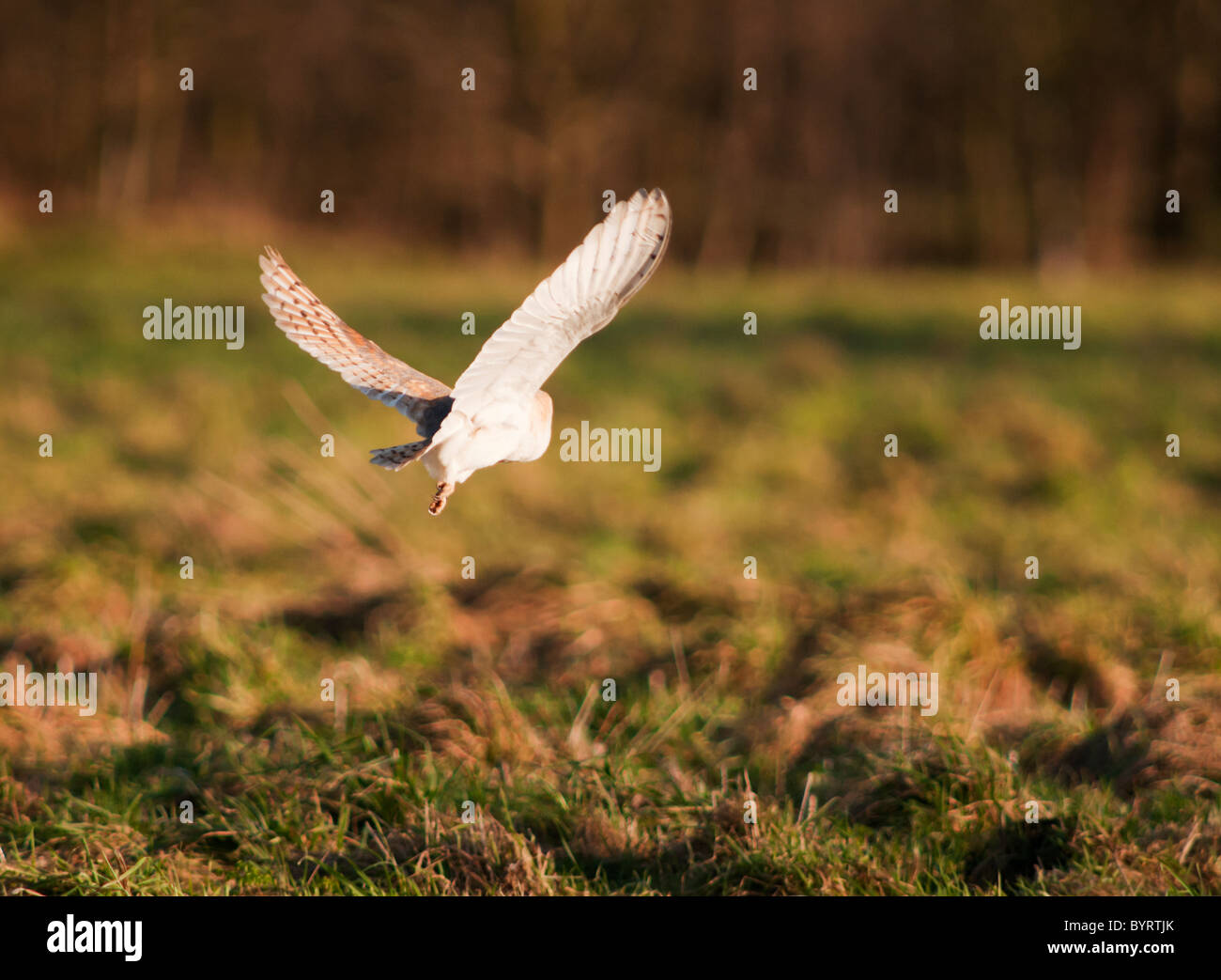 Wild Barn Owl hunting over rough Norfolk Grassland Stock Photo - Alamy