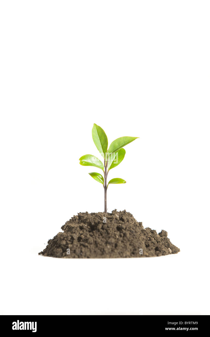 A Small Sprout in Dirt Isolated on White Stock Photo - Alamy