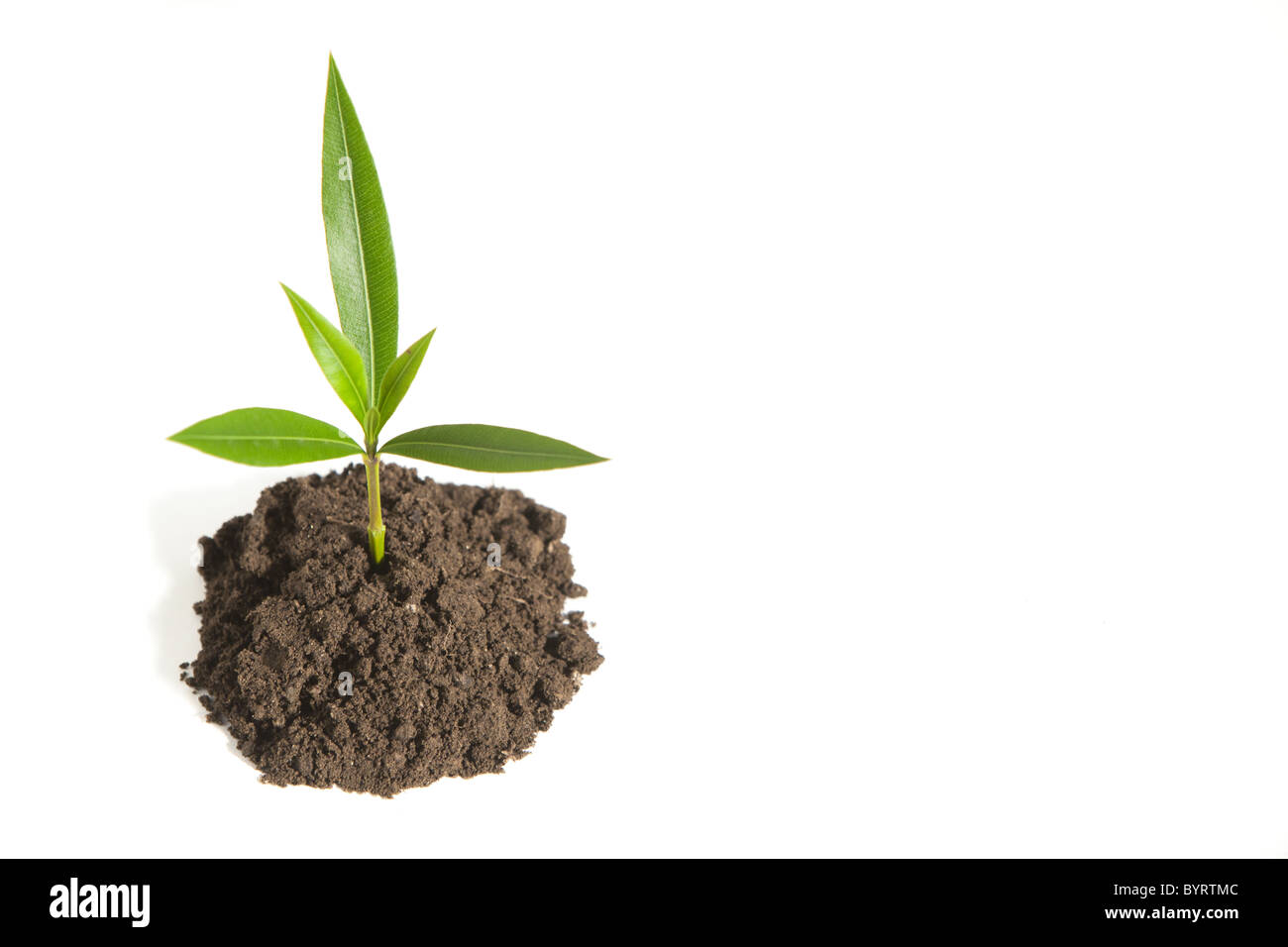 Green small sprout in Cut Out Stock Images & Pictures - Alamy