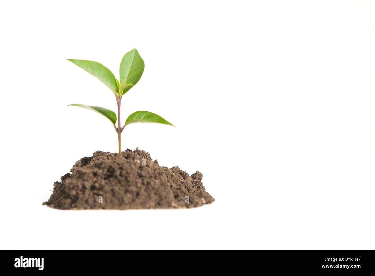A Small Sprout in Dirt Isolated on White Stock Photo - Alamy