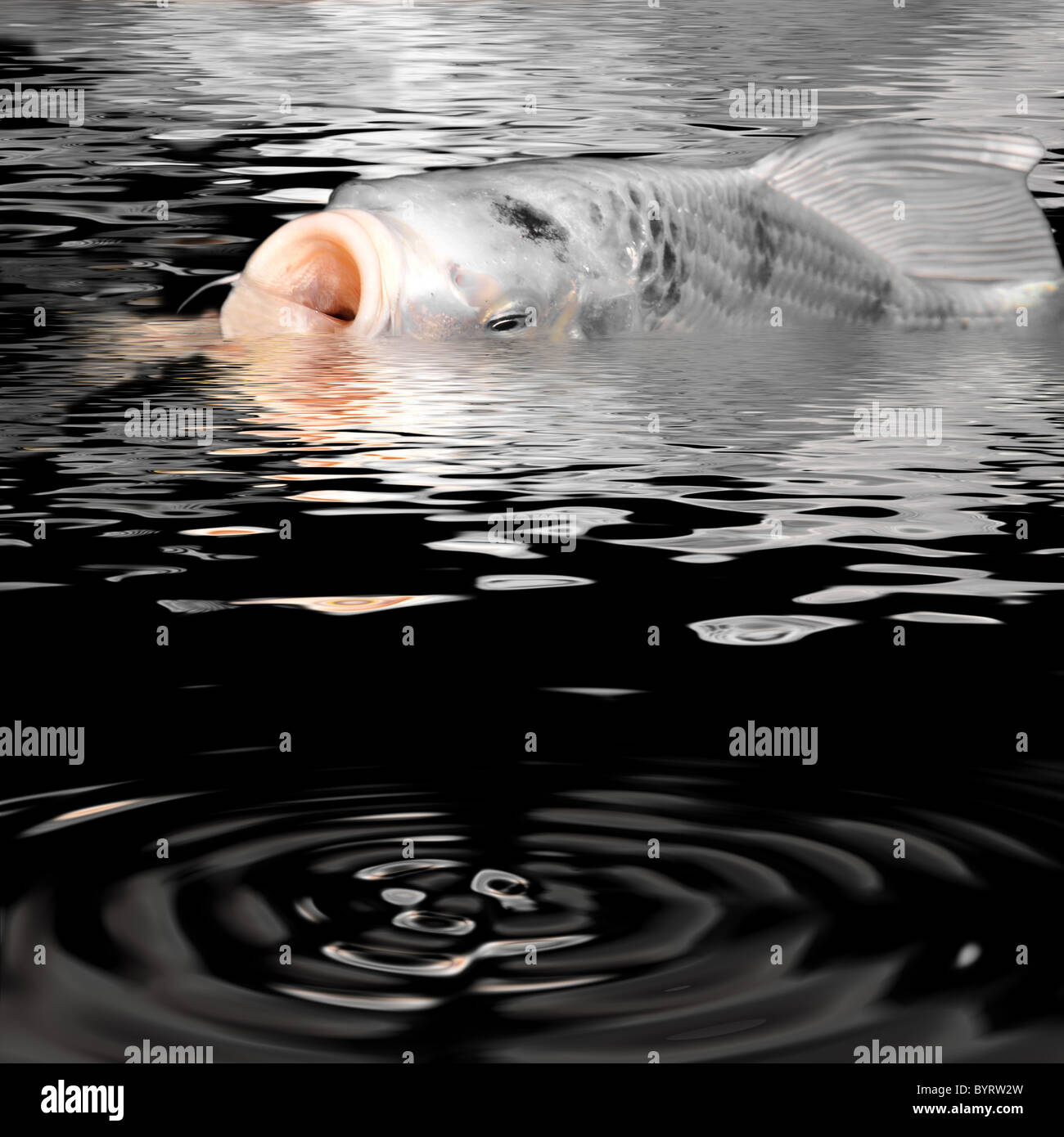 White carp koi (cyprinus), mouth open at the surface of the water ...