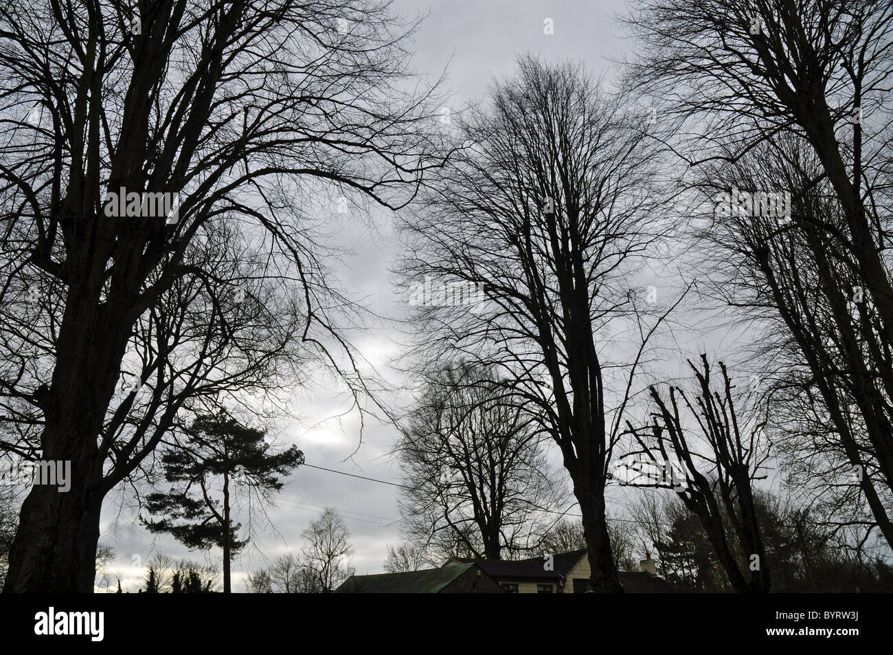 Wiltshire, England: trees in winter in country churchyard Stock Photo ...