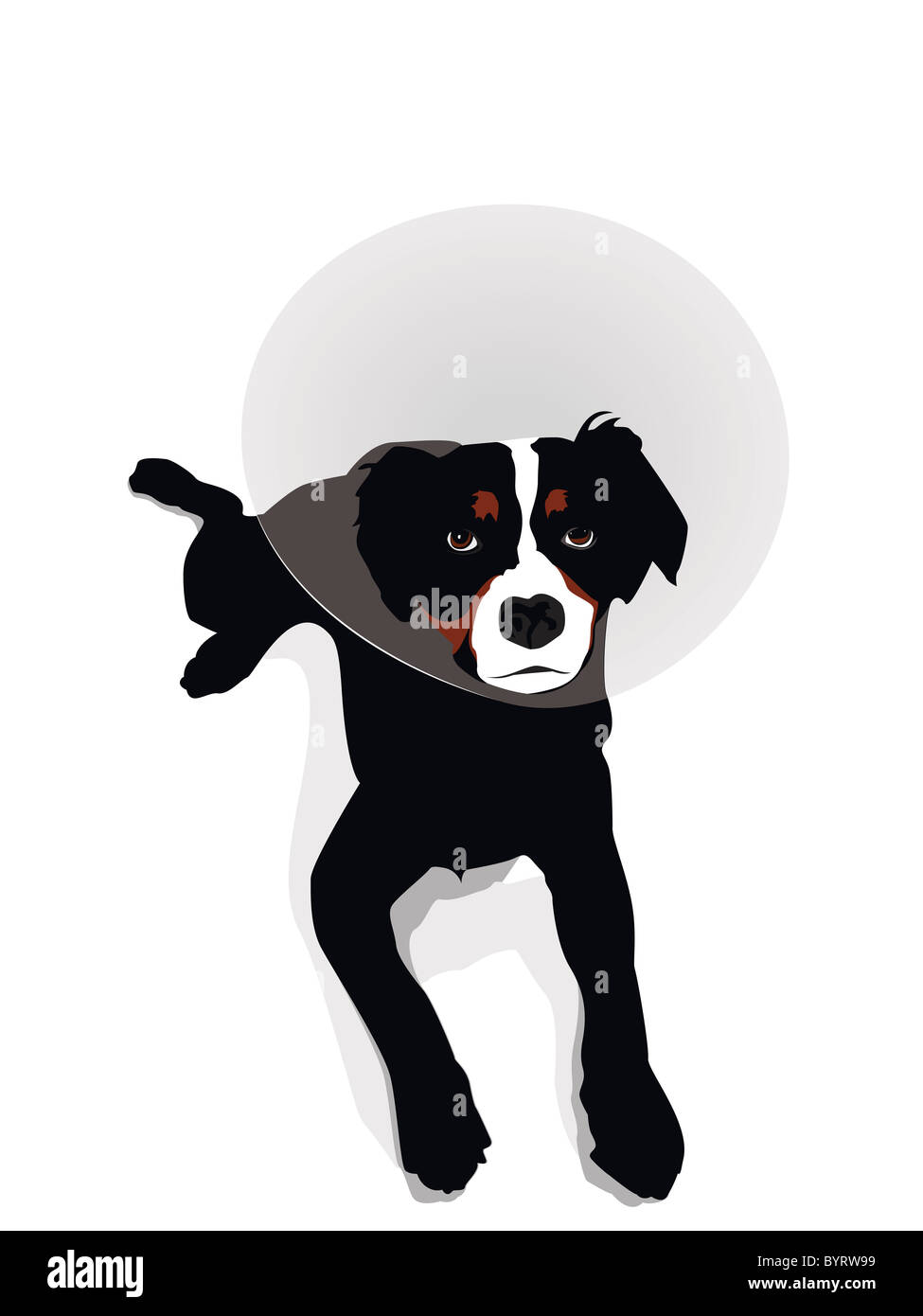 Collar device Cut Out Stock Images & Pictures - Alamy