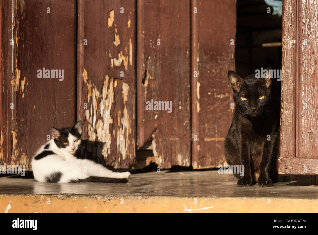 Cat by the threshold hi-res stock photography and images - Alamy