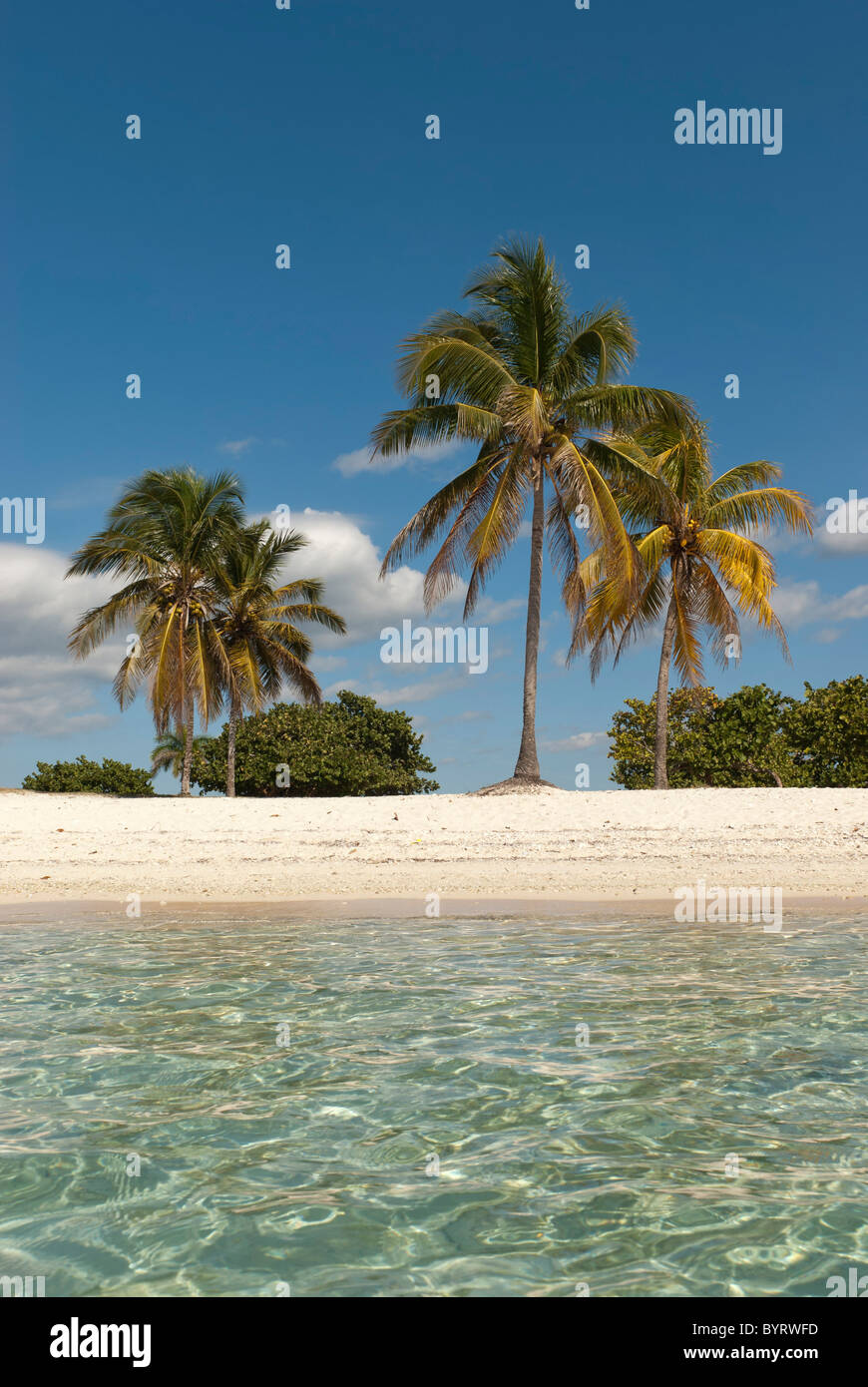 Playa Giron. Caribbean beach with palm trees and white sand, Cuba ...