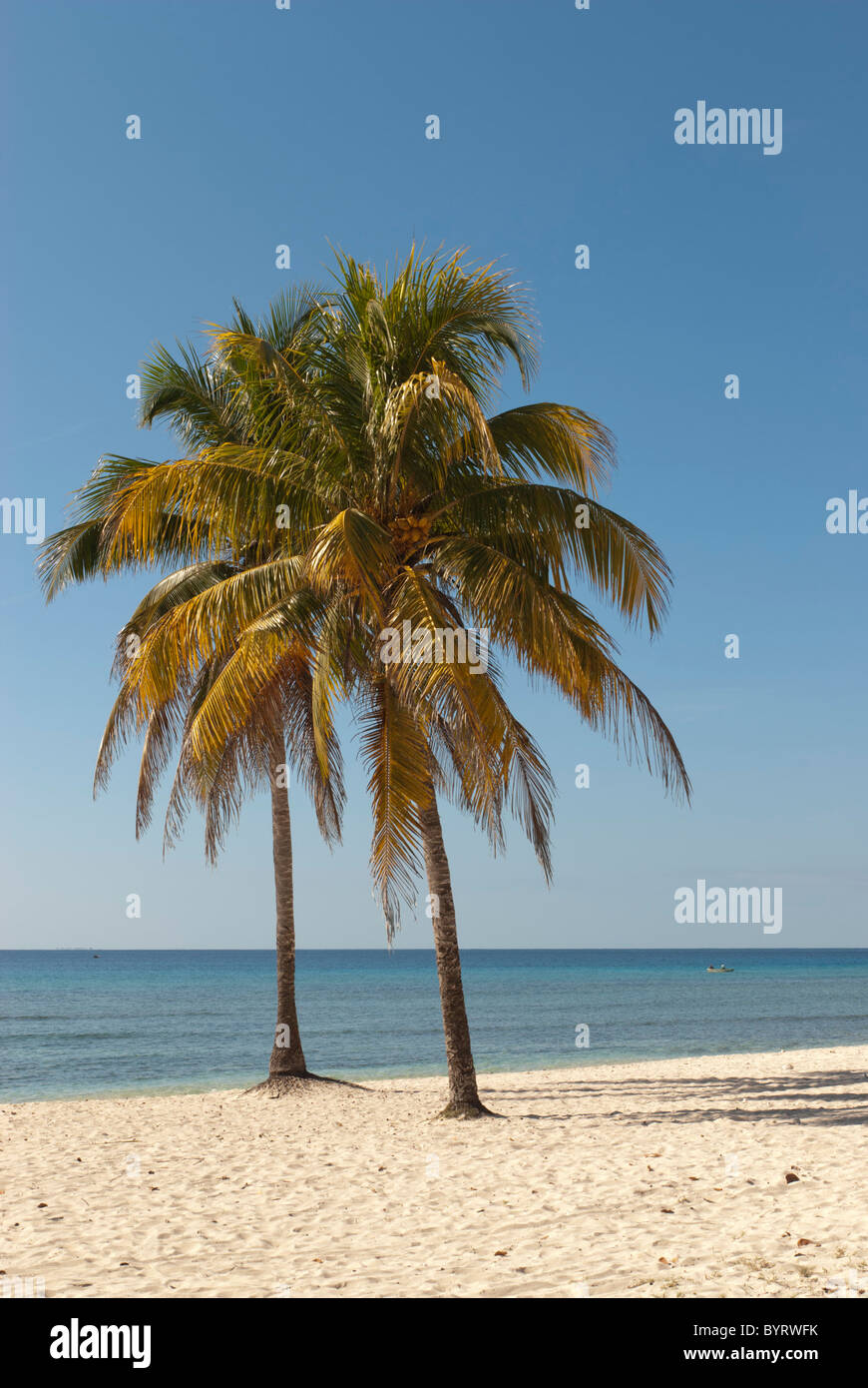 Playa Giron. Caribbean beach with palm trees and white sand, Cuba ...